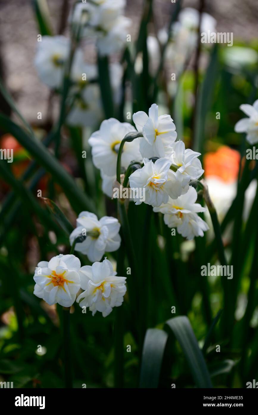Narcissus Bridal Crown,daffodil Bridal Crown,double creamy white flowers,tall stems,fragrant ...