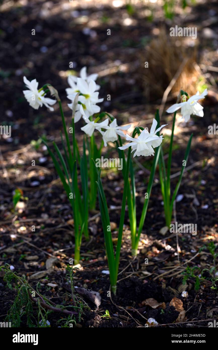 Thalia narcissi hi-res stock photography and images - Alamy
