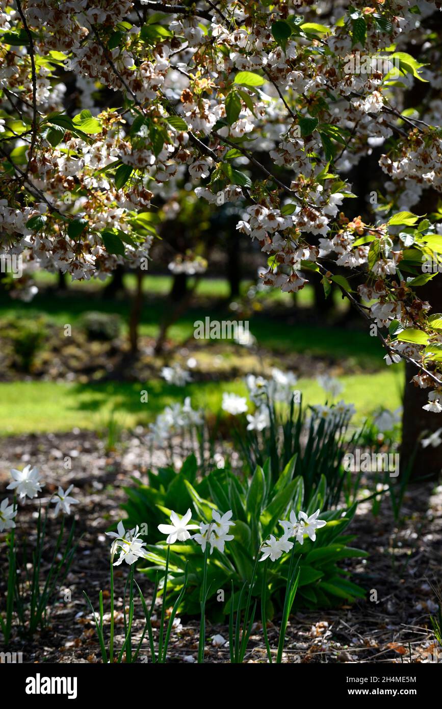 Underplant hi-res stock photography and images - Alamy