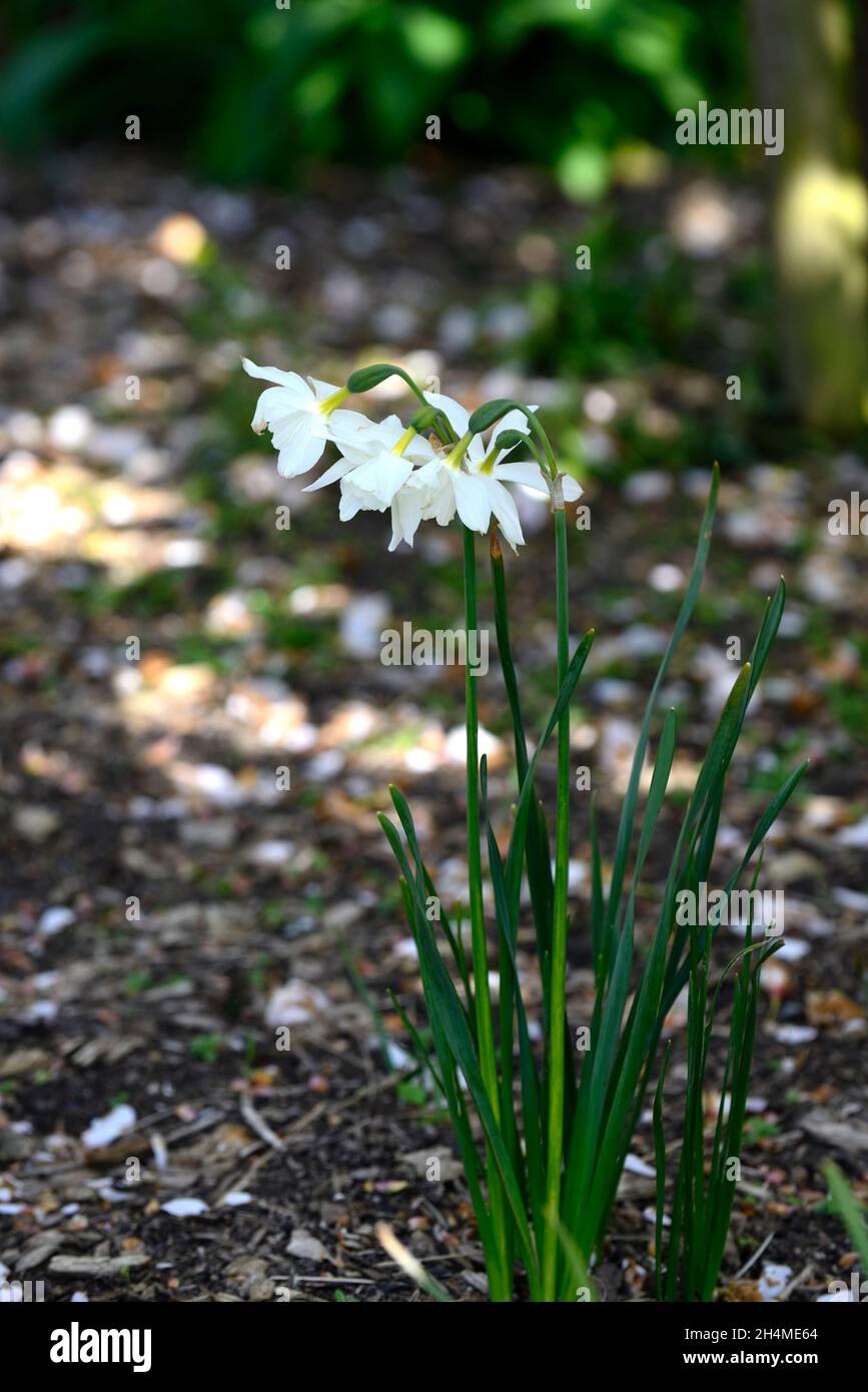 Multi headed daffodils hi-res stock photography and images - Alamy