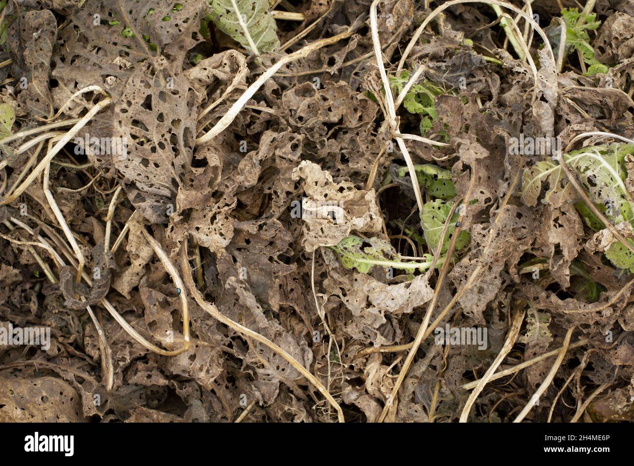 Withered grasses on the banks of the village river Stock Photo - Alamy