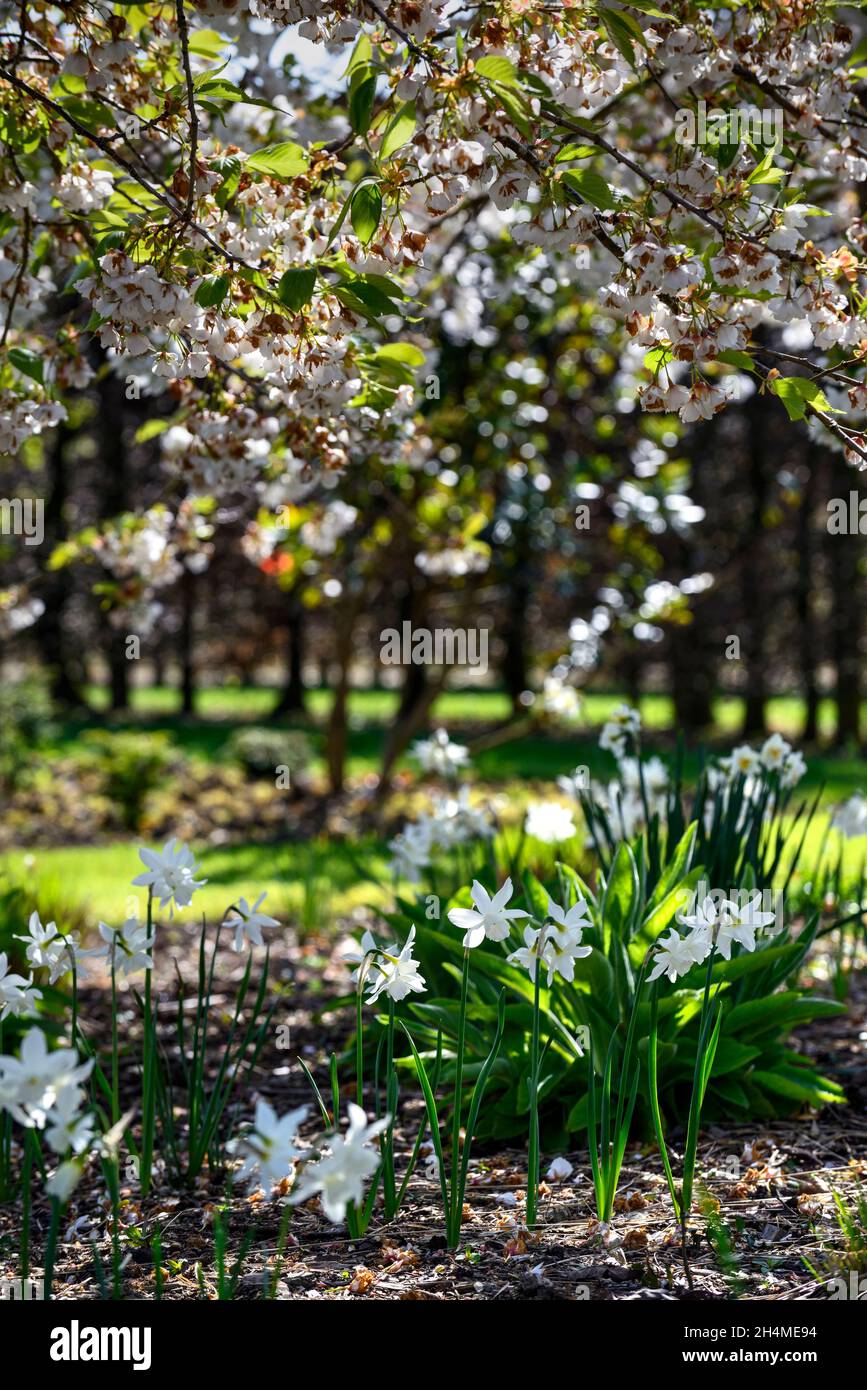 Underplant hi-res stock photography and images - Alamy