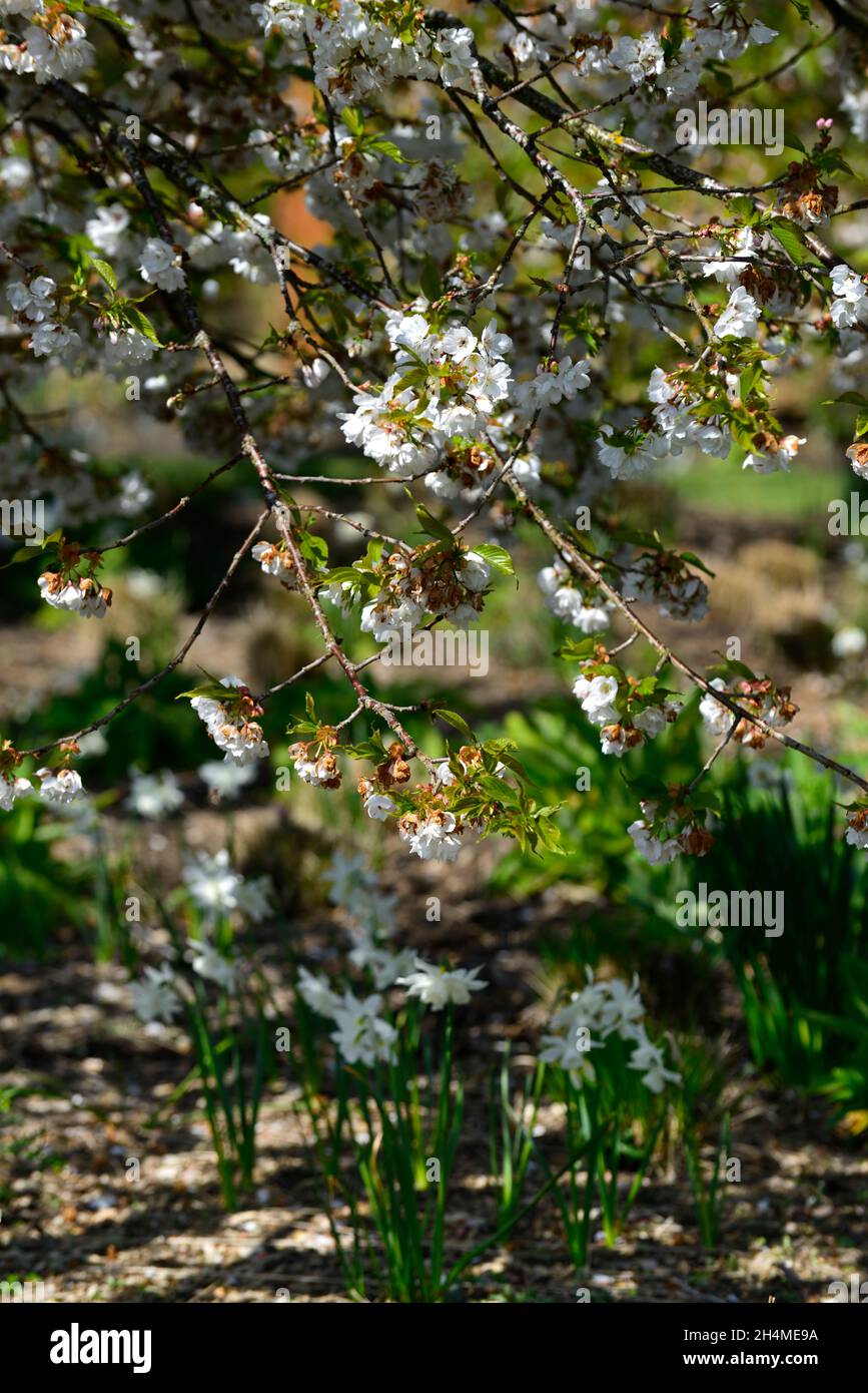 Narcissus thalia,white daffodil,cherry blossom,cherry tree,underplanted ...