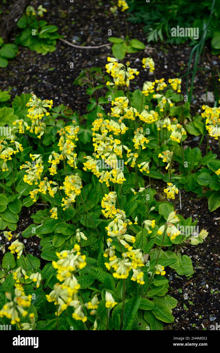Primula veris,primulas,cowslip,cowslips,yellow,flower,flowers,flowering ...