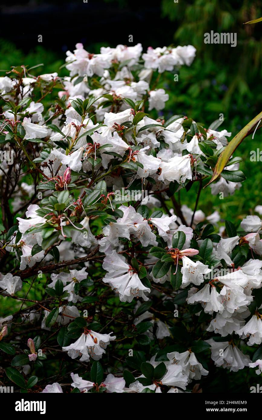 Pale pink bell type flowers hi-res stock photography and images - Alamy
