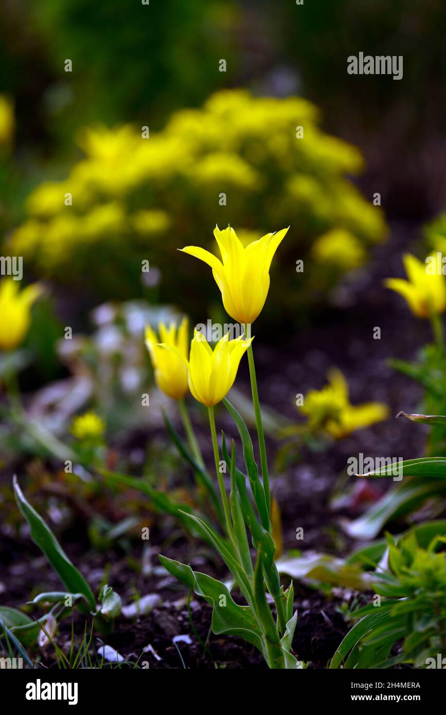 tulipa west point,fragrant,lily flowered tulip,tulips,yellow tulips ...