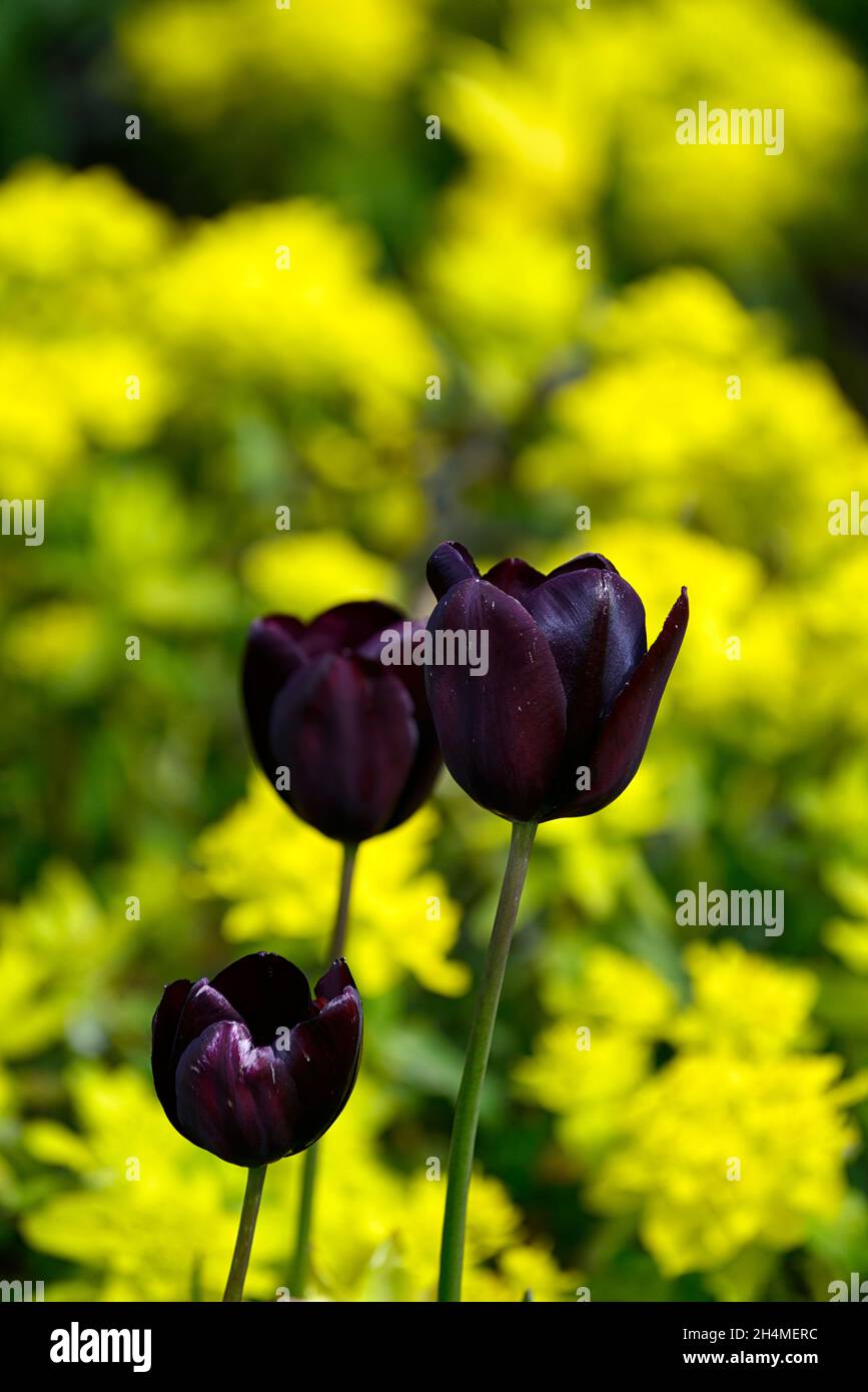 Euphorbia polychroma tulips hi-res stock photography and images - Alamy
