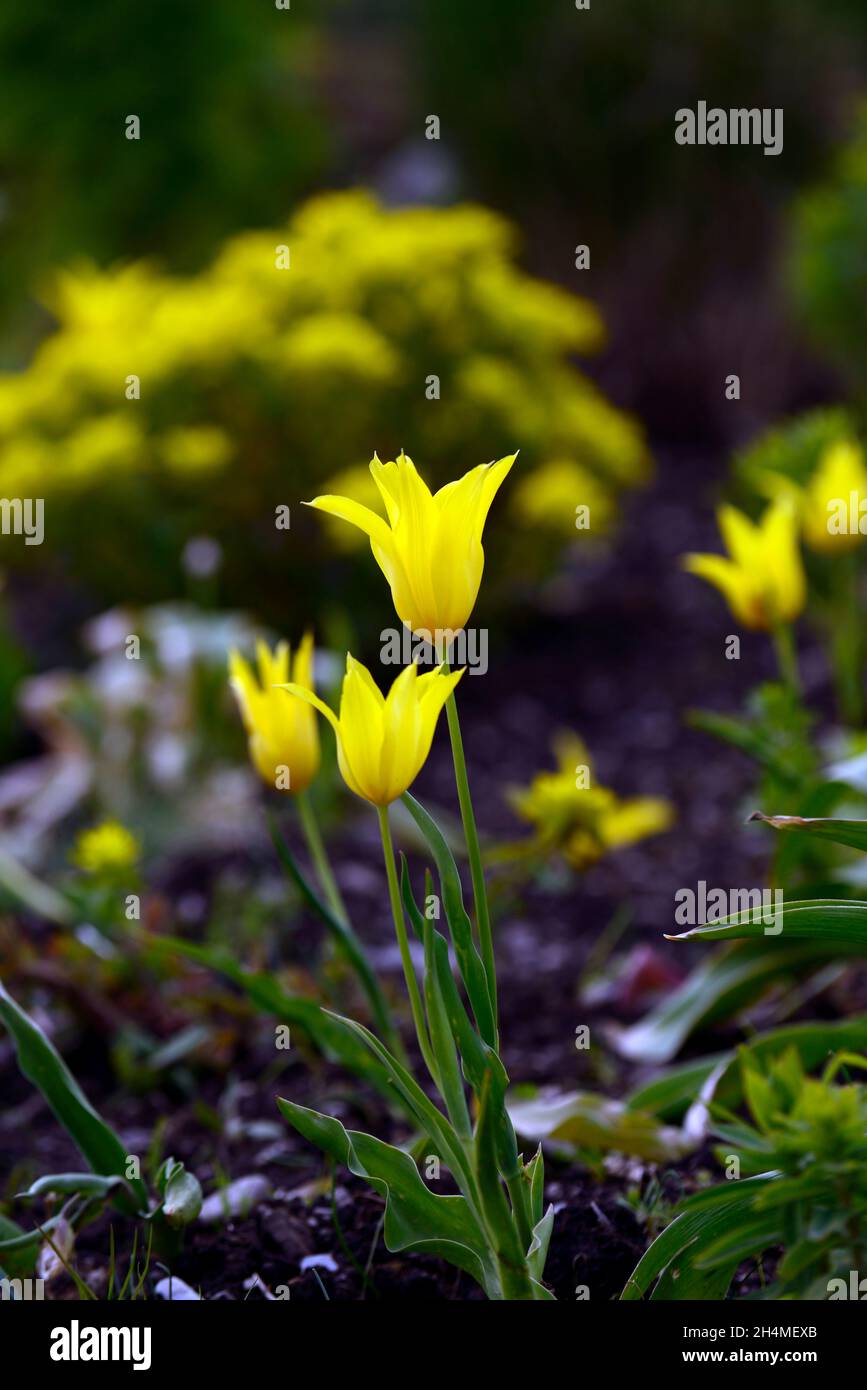 Euphorbia polychroma tulips hi-res stock photography and images - Alamy
