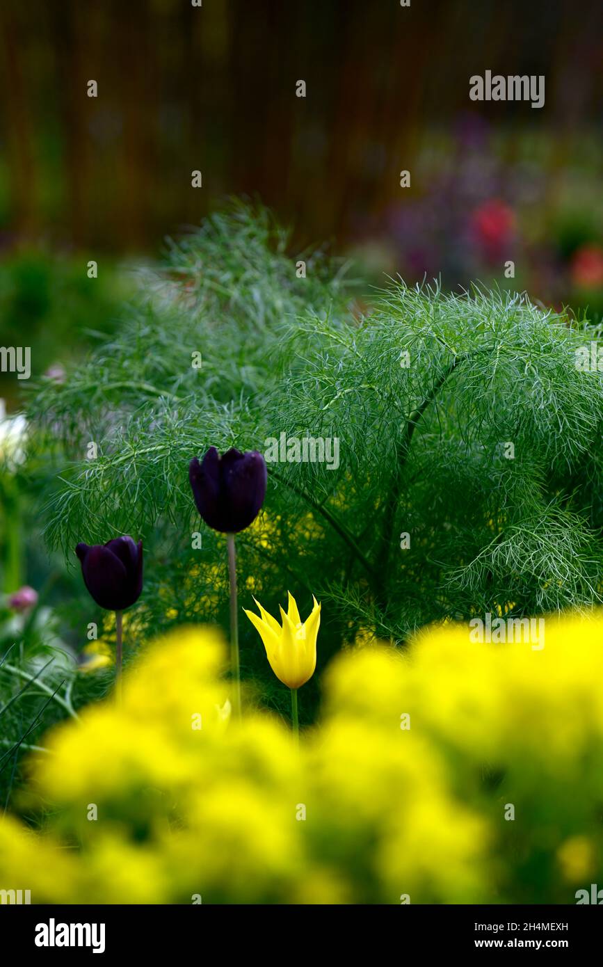 Euphorbia polychroma tulips hi-res stock photography and images - Alamy