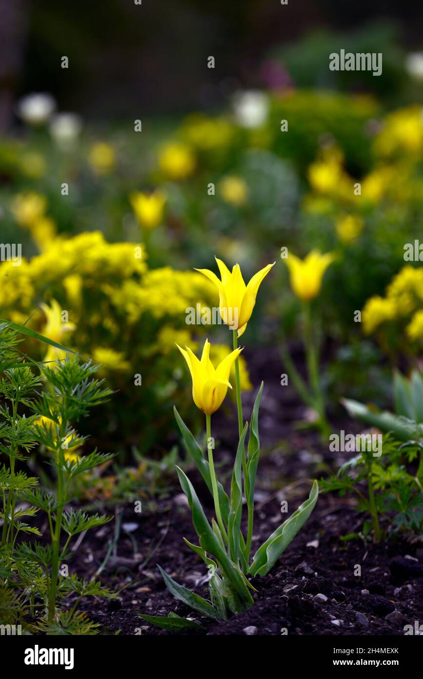 Euphorbia polychroma tulips hi-res stock photography and images - Alamy