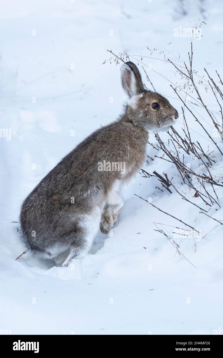 North America; United States; Alaska; Denali National Park; Wildlife ...