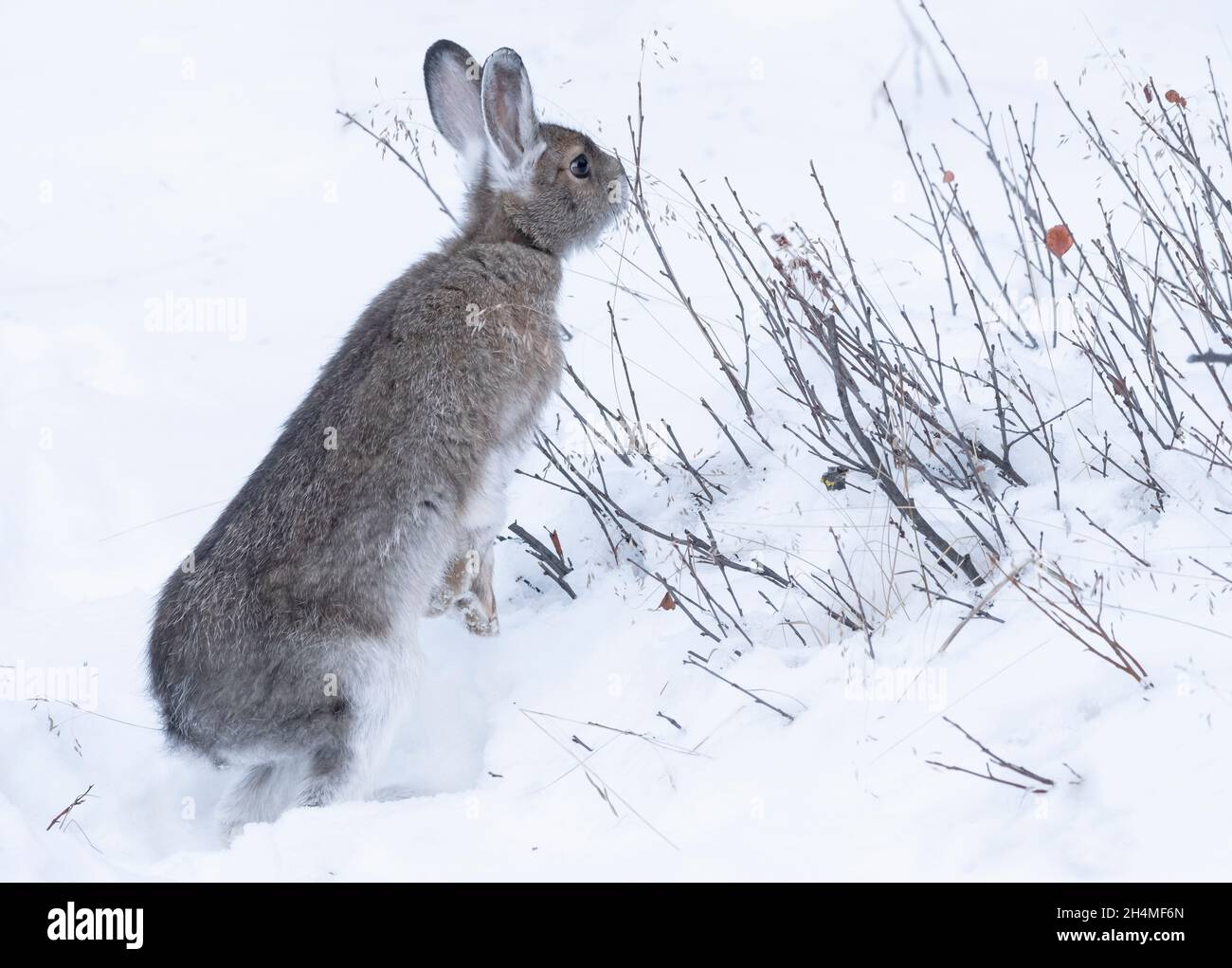 North America; United States; Alaska; Denali National Park; Wildlife ...
