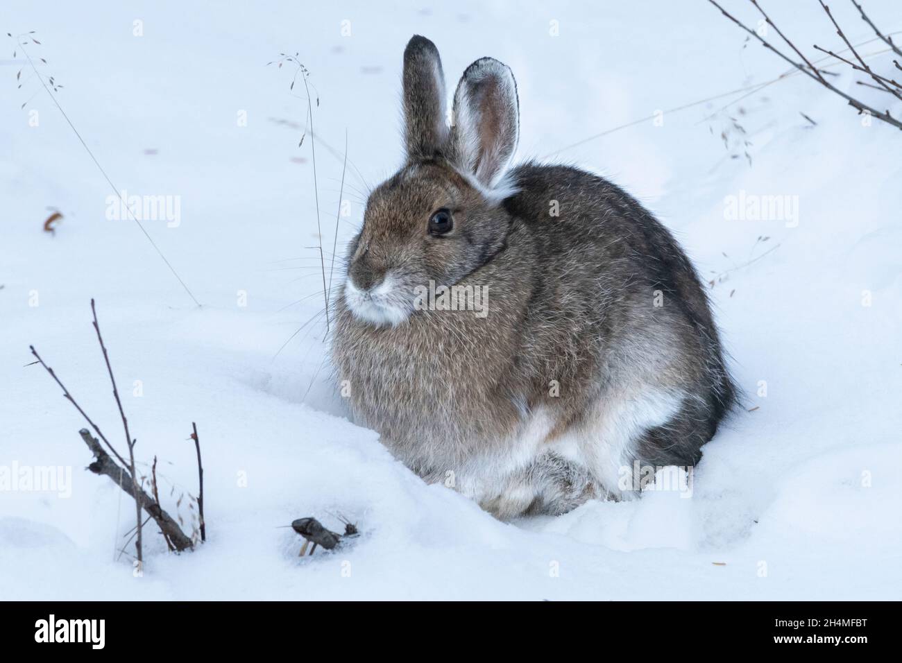 North America; United States; Alaska; Denali National Park; Wildlife ...