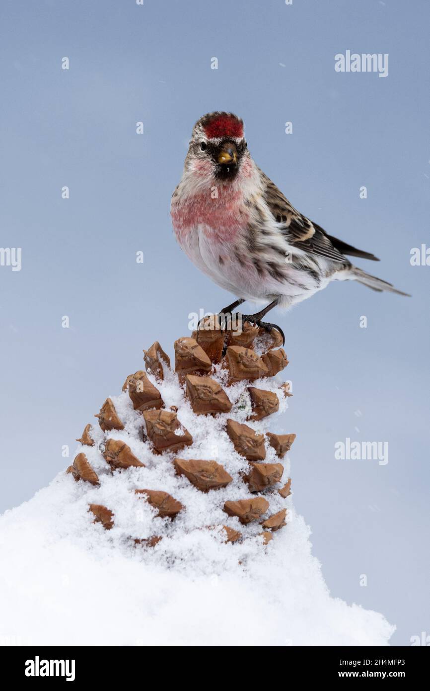 North America; United States; Alaska; Denali National Park; Wildlife ...