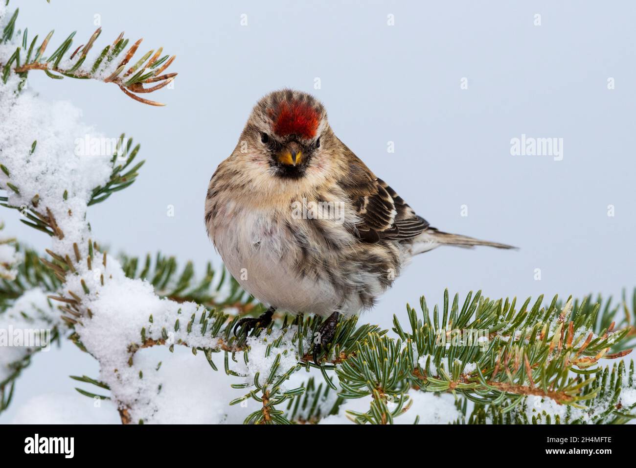 North America; United States; Alaska; Denali National Park; Wildlife ...