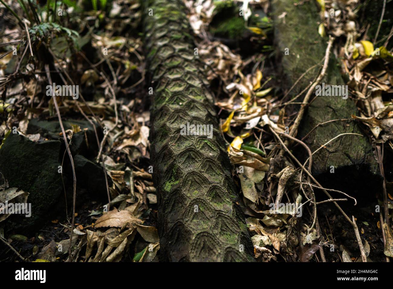 black tree ferns growing in rainforest near Rotorua, New Zealand Stock ...