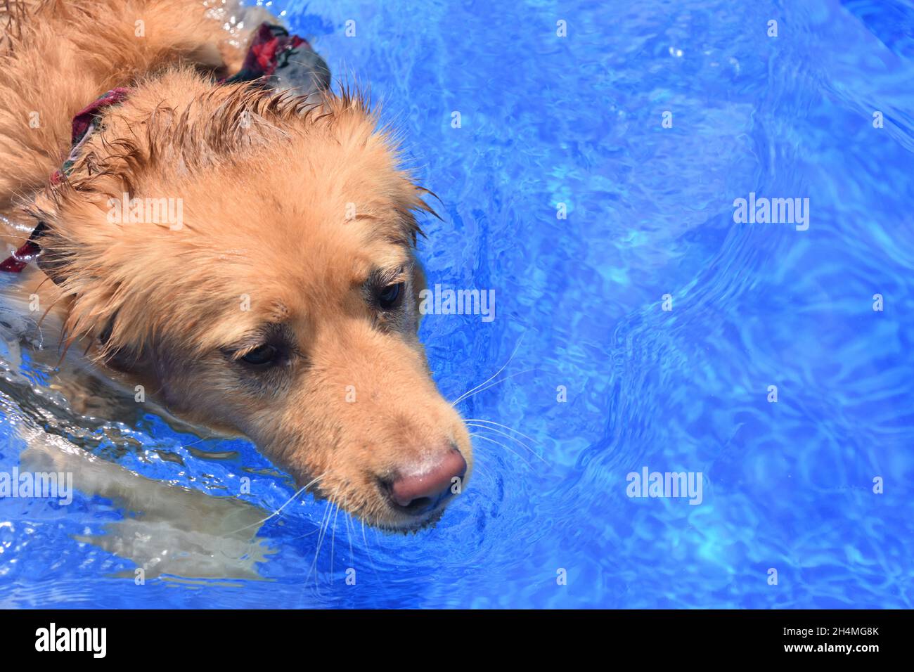 Cute paddling toller retriever dog swimming in a blue swimming pool ...