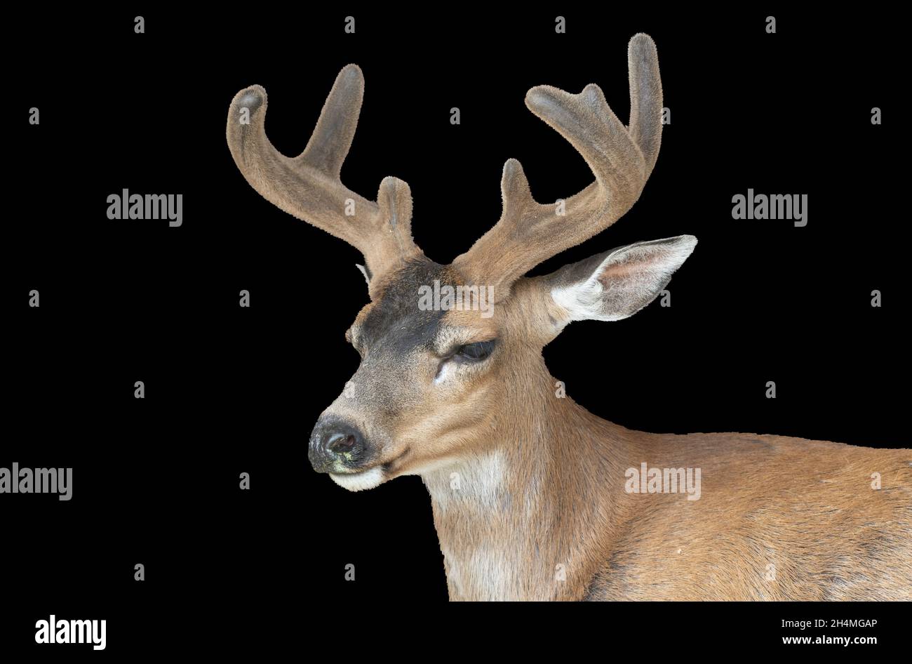 North America; United States; Alaska; Coastal Alaska; Wildlife; Summer ...