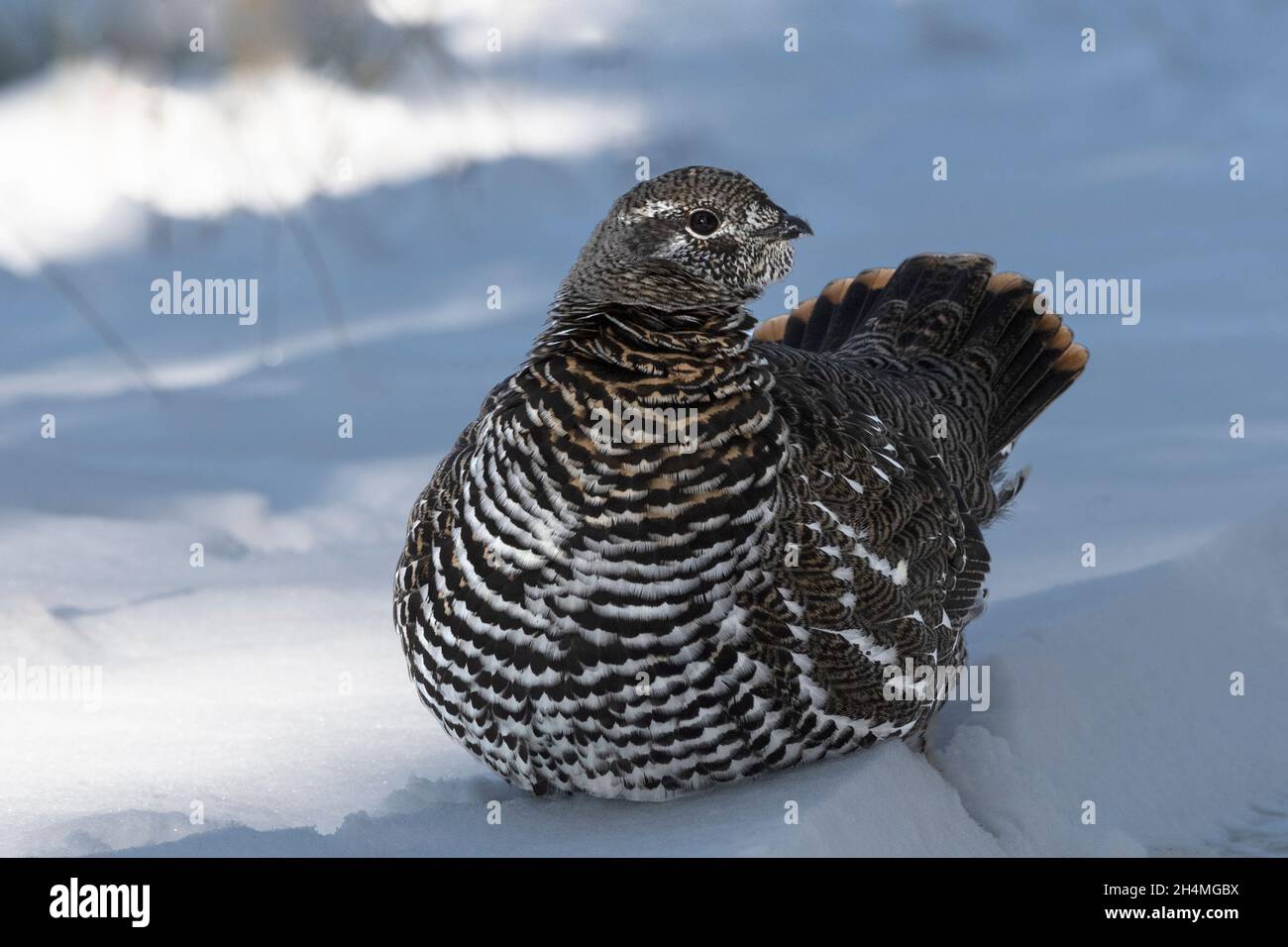 North America; United States; Alaska; Wildlife; Birds; Spruce Grouse ...