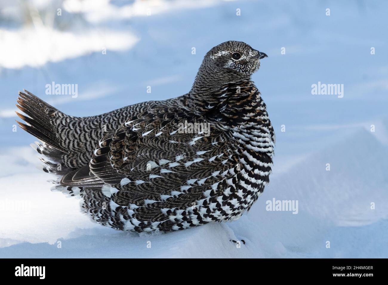 North America; United States; Alaska; Wildlife; Birds; Spruce Grouse ...
