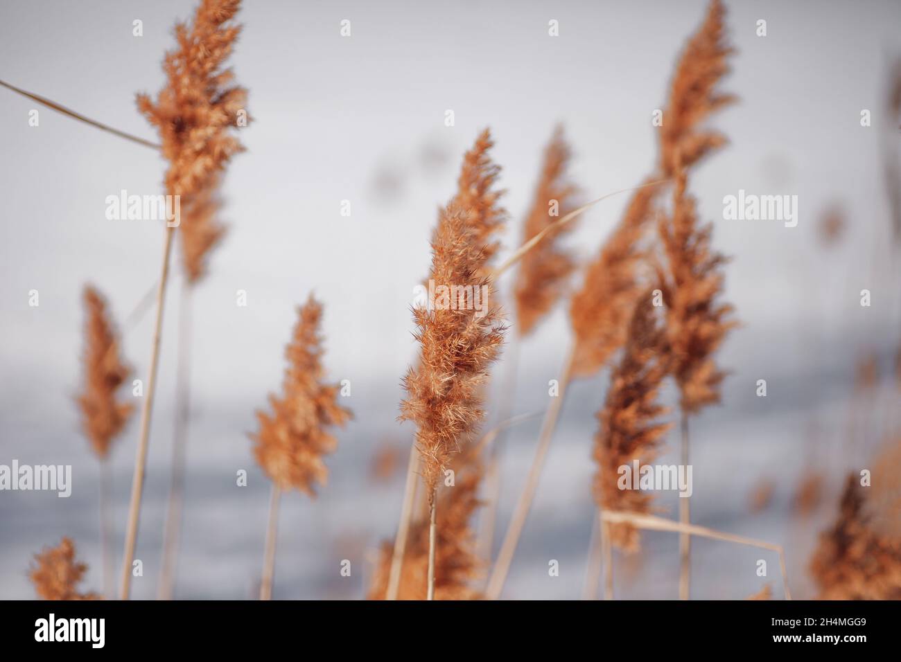 On beige field against beautiful hi-res stock photography and images ...