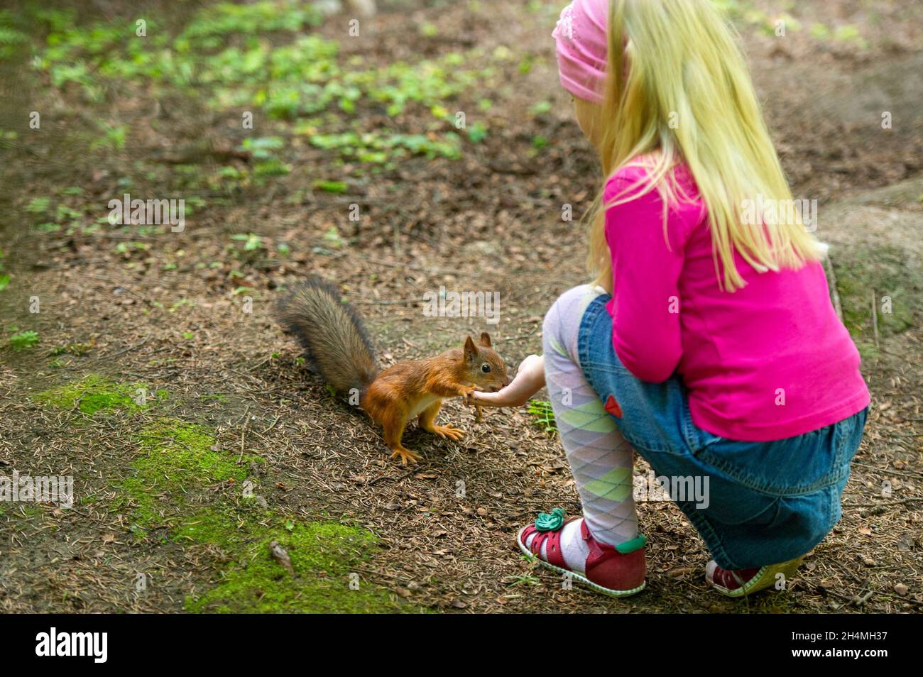 A little girl feeds a squirrel in the forest in a nature park Stock ...