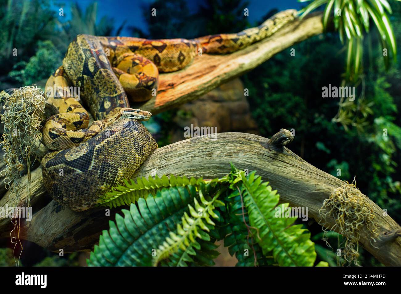 A large snake boa constrictor on a tree branch in the jungle.Snake ...