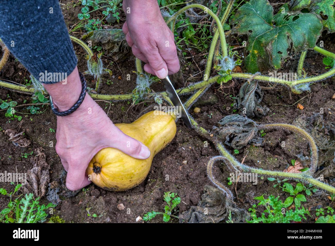 Woman harvesting a butternut squash, Cucurbita moschata, growing in her ...