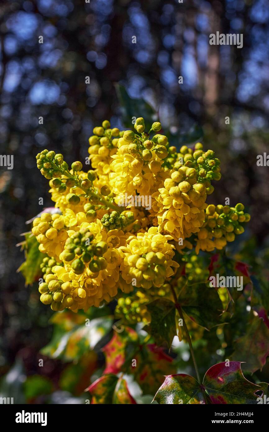 Vertical shot of blooming Oregon Grape flowers Stock Photo - Alamy