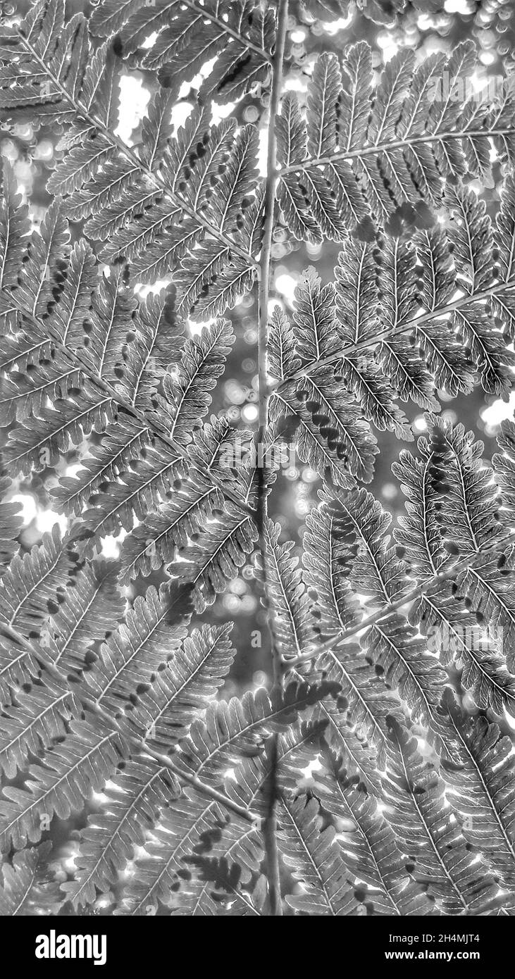 Vertical grayscale shot of fern leaves with the sunlight in the backgr ...