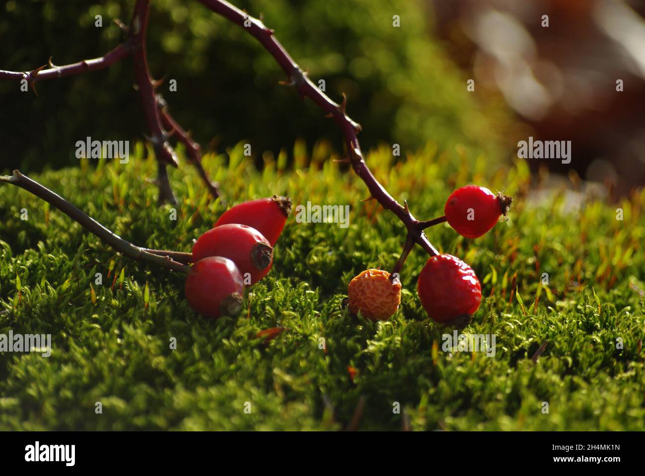 Spontaneous rosehip plant of the Majella mountains, Abruzzo, Italy ...