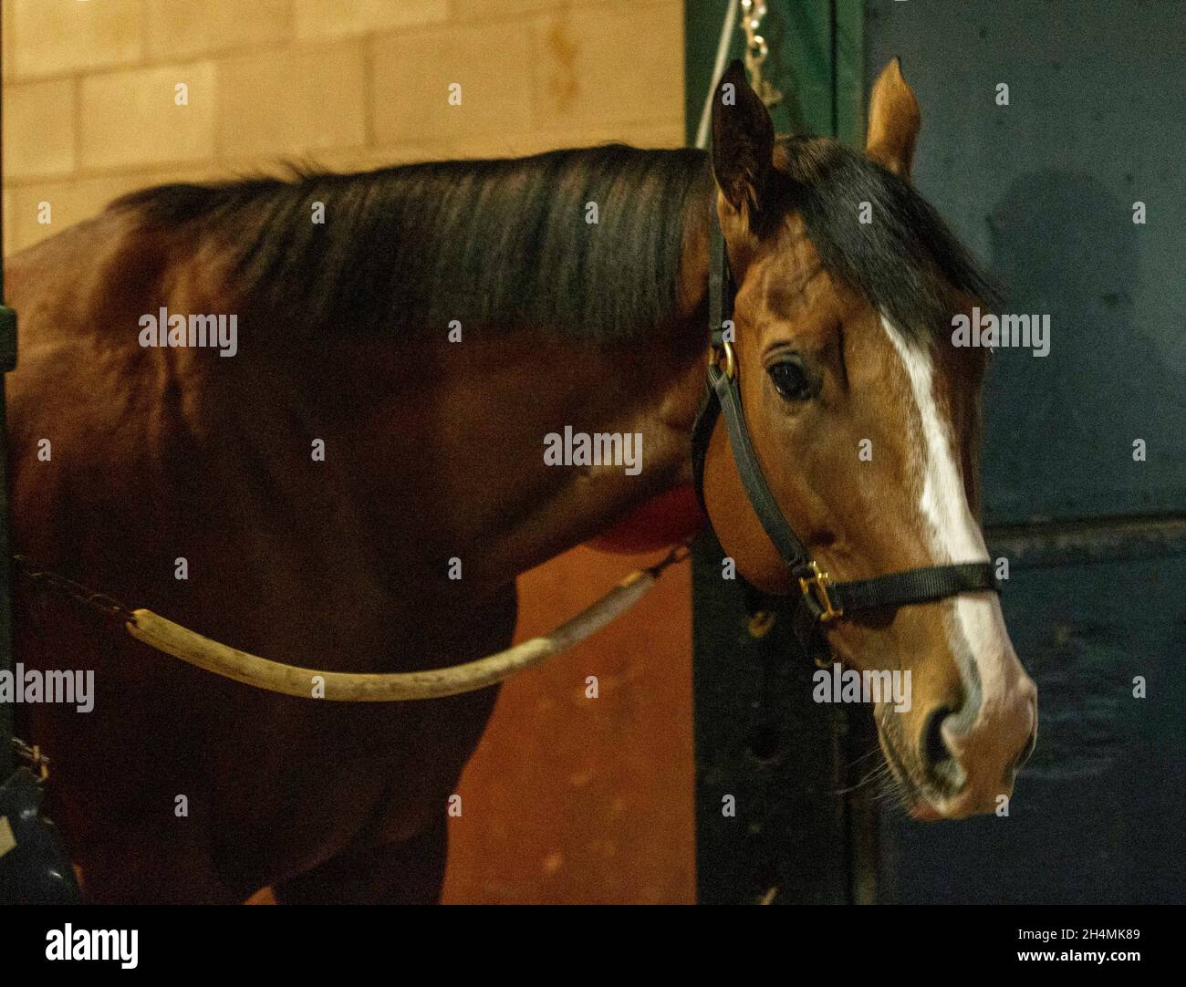 Lieutenant dan horse hi-res stock photography and images - Alamy