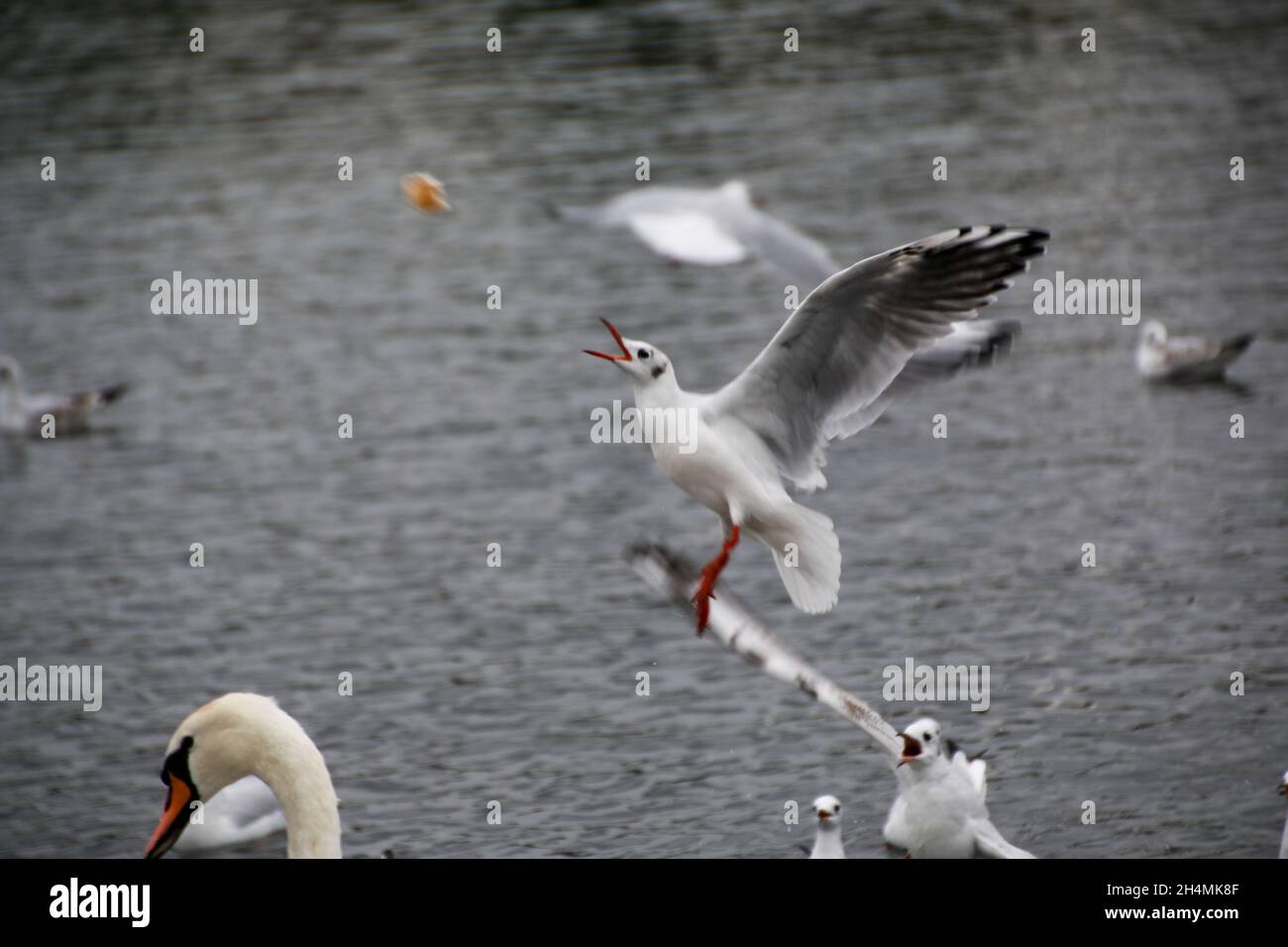 Flying seagull bird catching food hi-res stock photography and images ...
