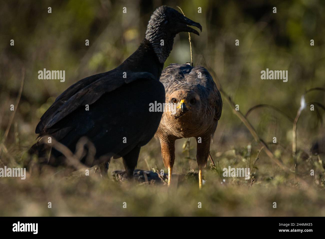 Closeup shot of an eagle and a buzzard in the wild Stock Photo - Alamy