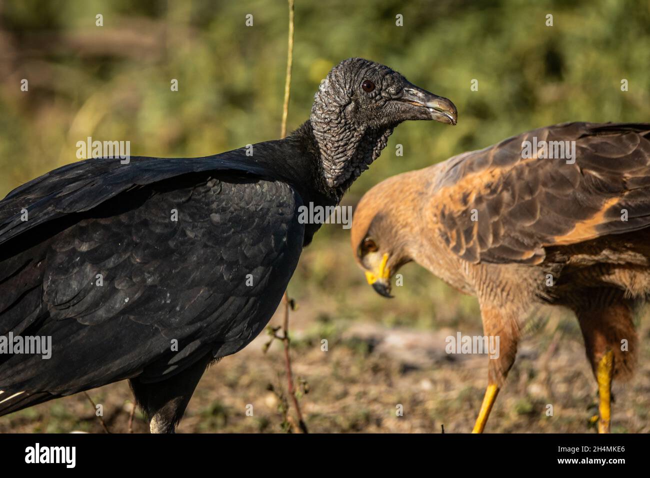 Closeup shot of an eagle and a buzzard in the wild Stock Photo - Alamy