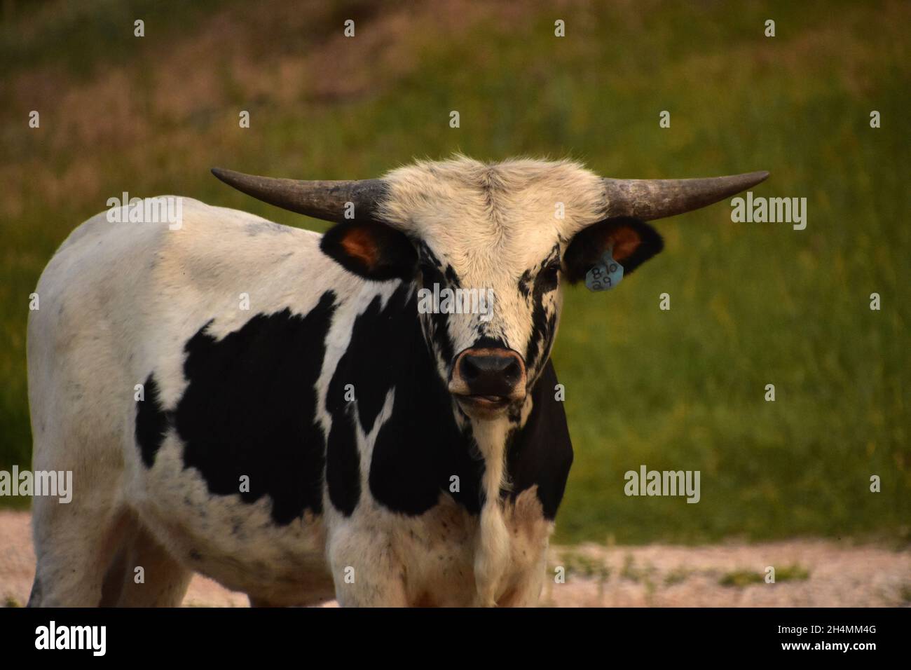 A longhorn steer in a field at dawn Stock Photo - Alamy