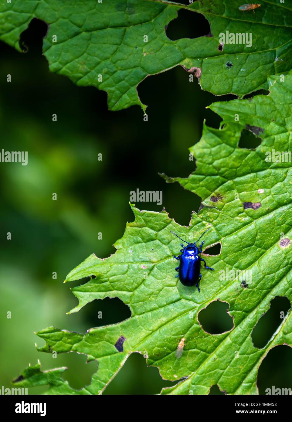 Metallic leaf beetle hi-res stock photography and images - Alamy