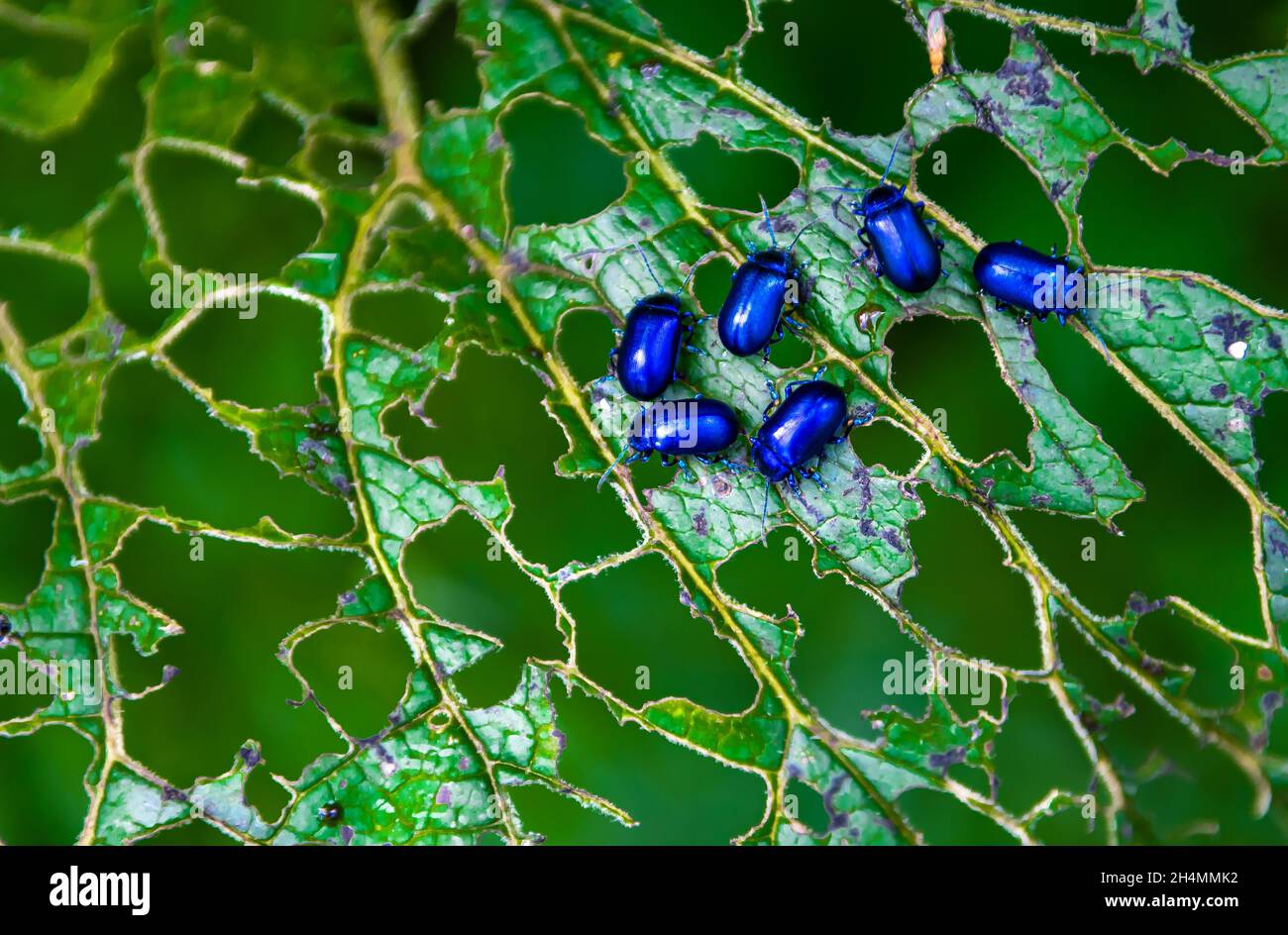 Group Of Metallic Blue Leaf Beetles On Destroyed Leaf Stock Photo - Alamy