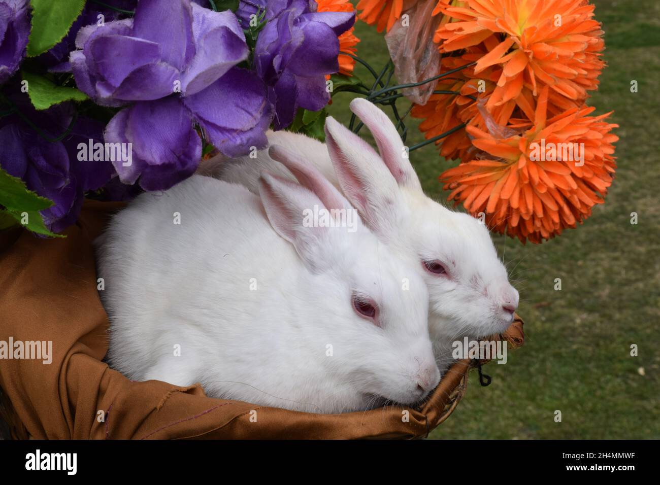 Rabbits in a basket Stock Photo - Alamy