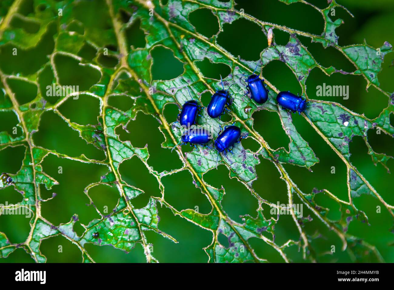 Group Of Metallic Blue Leaf Beetles On Destroyed Leaf Stock Photo - Alamy