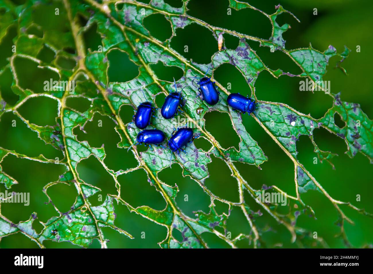 Group Of Metallic Blue Leaf Beetles On Destroyed Leaf Stock Photo - Alamy