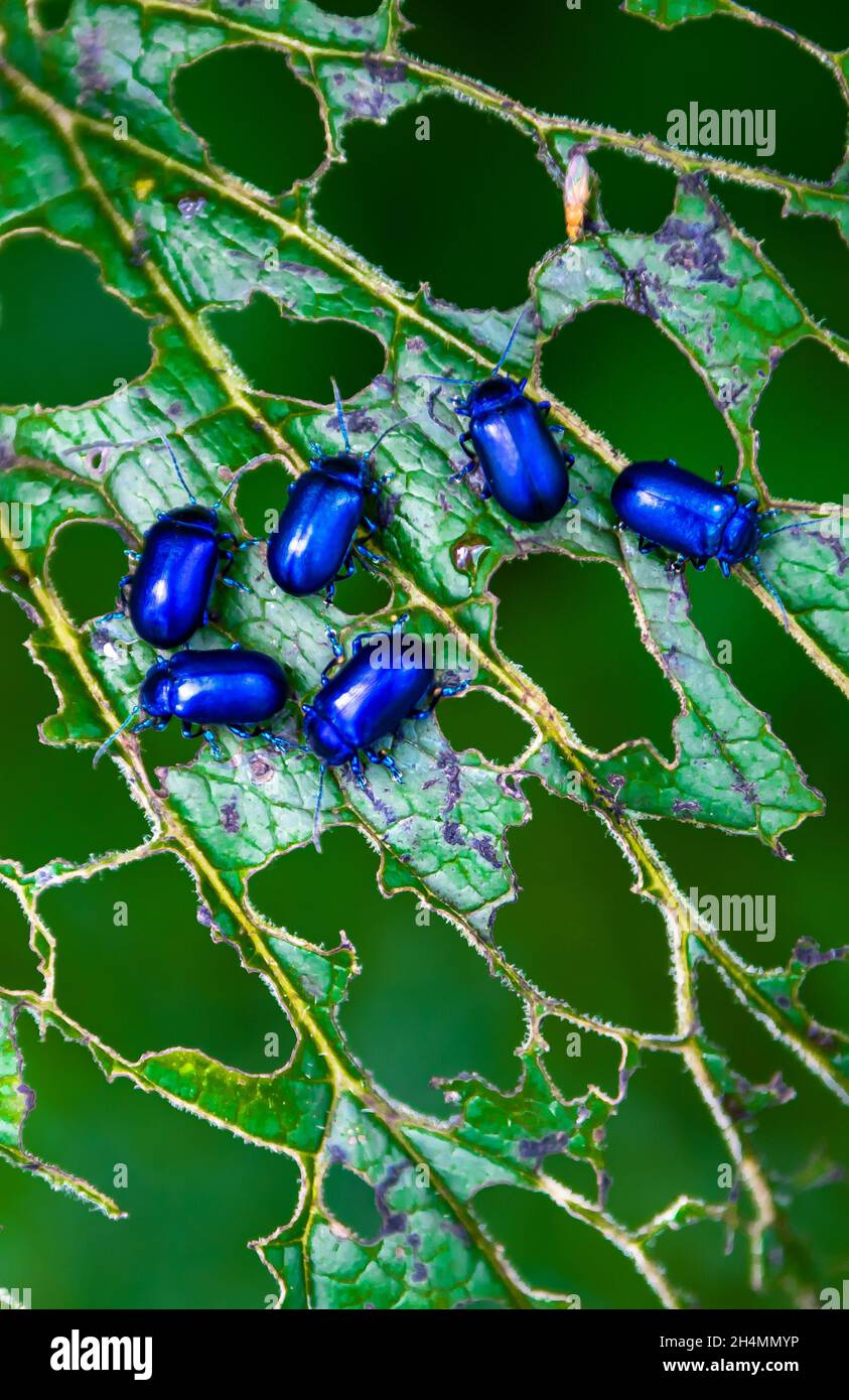 Group Of Metallic Blue Leaf Beetles On Destroyed Leaf Stock Photo - Alamy