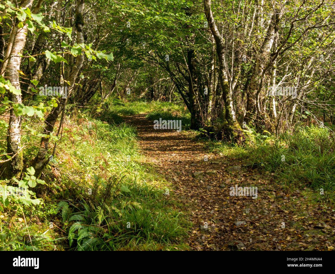 Sunlit woodland footpath through silver birch trees (Betula Pendula) in ...