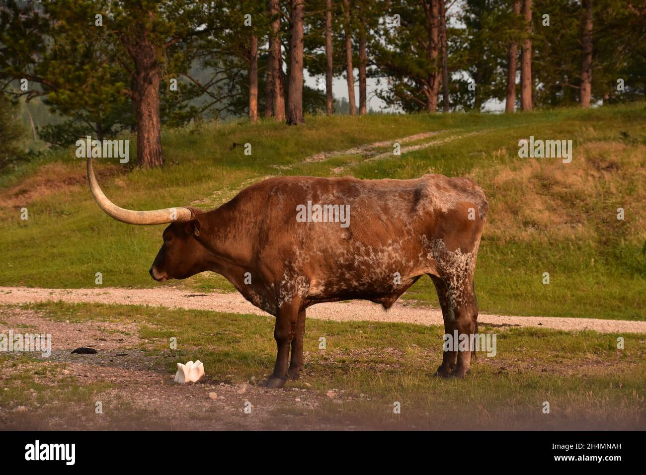 Side view of a large brown longhorn steer in a field Stock Photo - Alamy