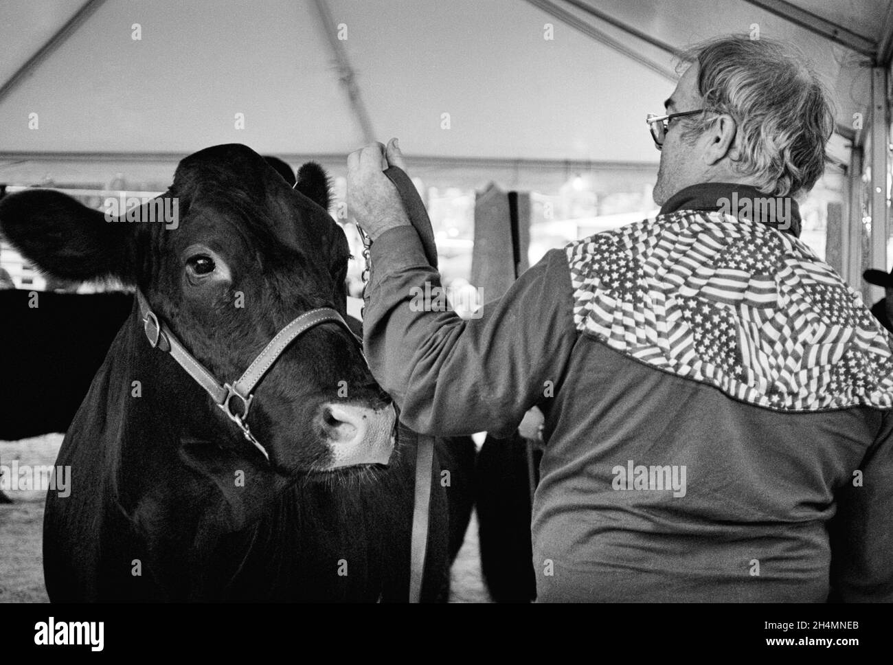 Cow and trainer wait for their turn to compete during competition at ...