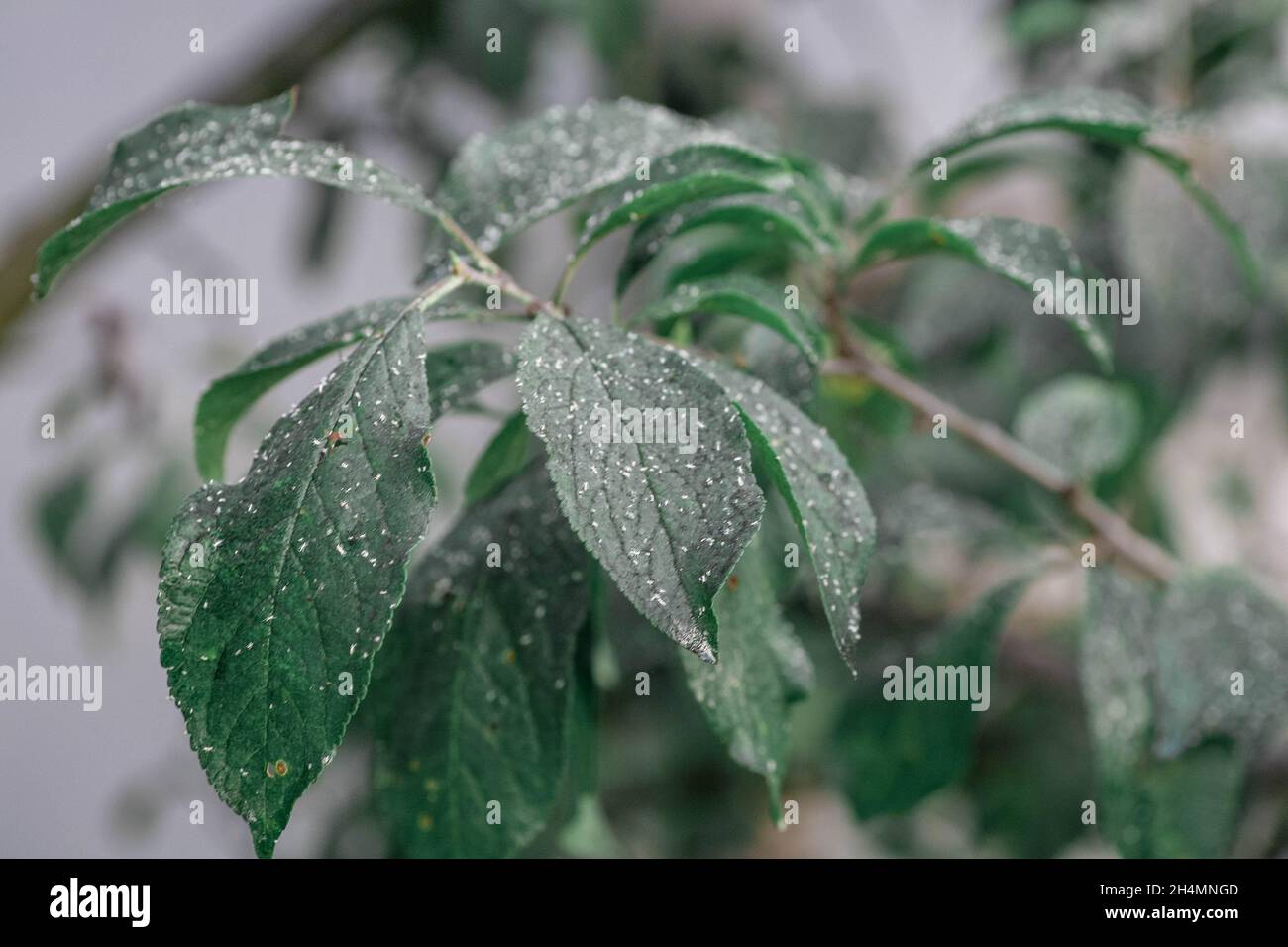Aphids damaged leaf by pests and diseases. Aphidoidea colony damages ...