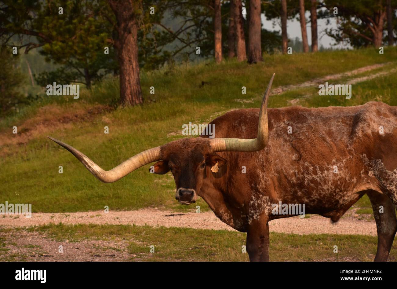 Cattle ranch with a large longhorn steer in the early morning hours ...