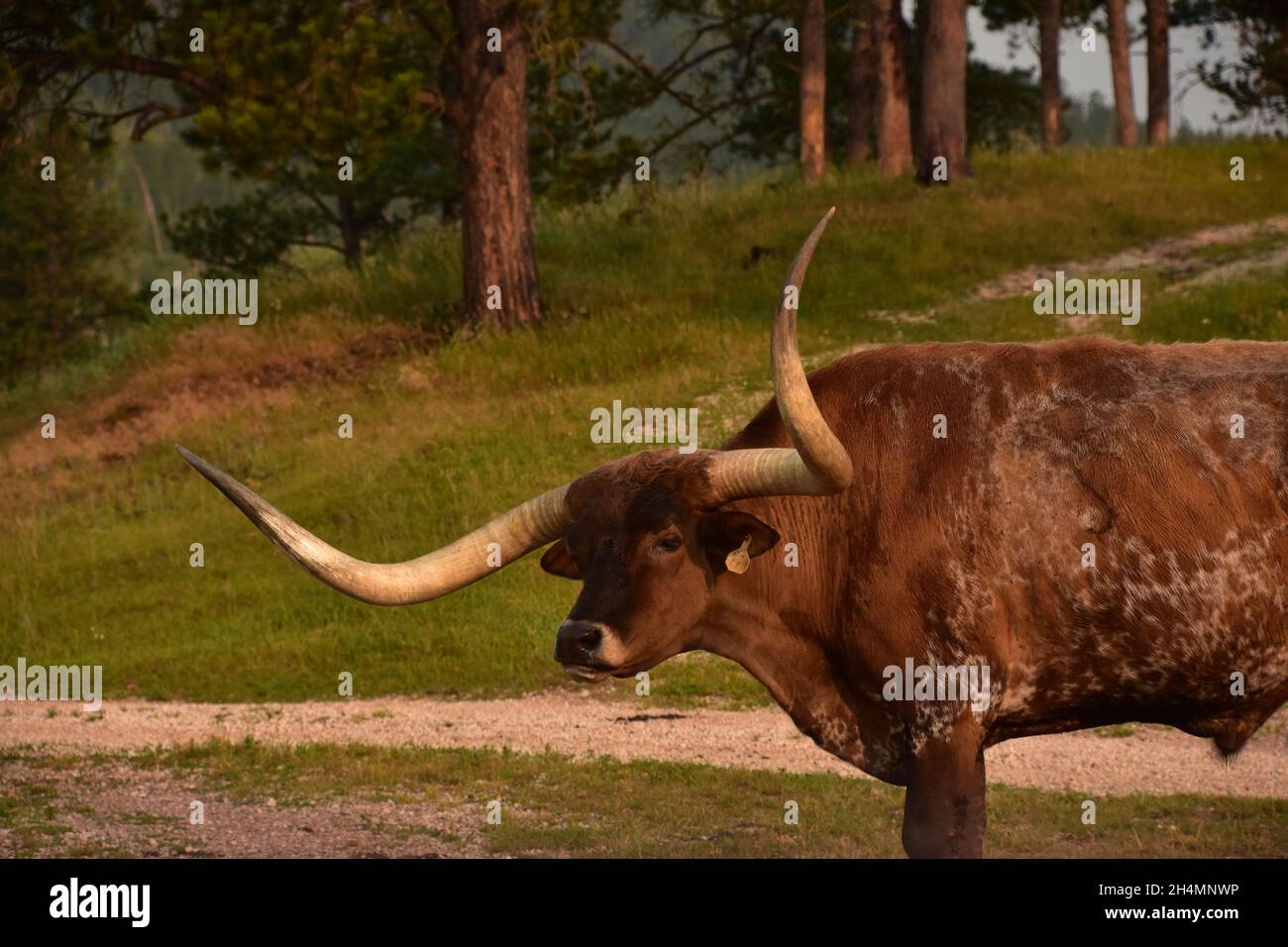Large curved horns on a big brown longhorn steer in the early morning ...