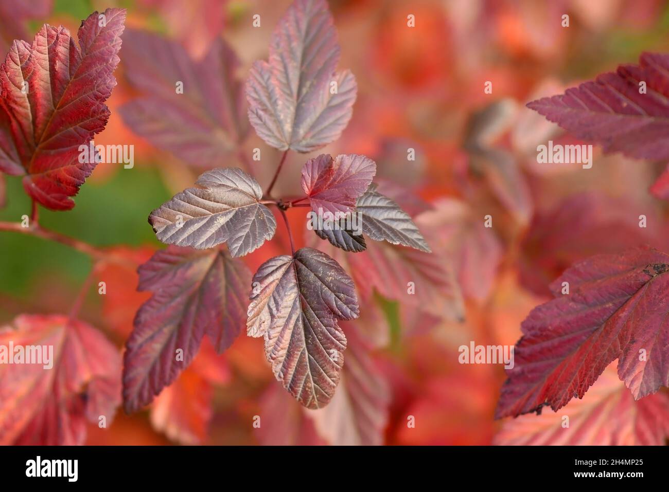 Physocarpus branches in autumn close-up. Physocarpus opulifolius ...