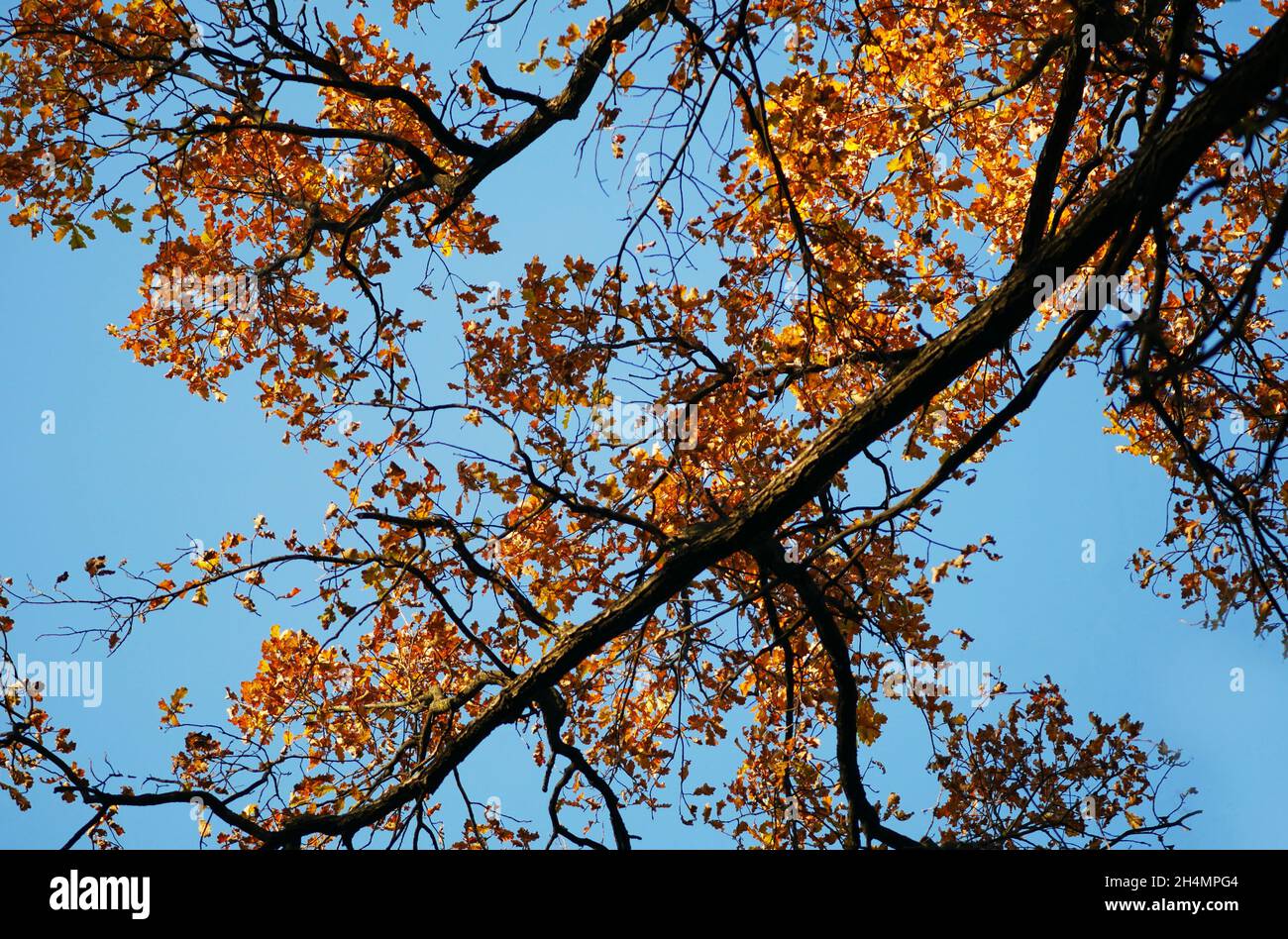 Crown of wood with branches Oak in the autumn. Autumn background with ...